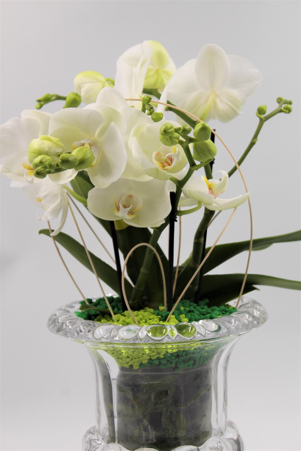 Orchidea Phalaenopsis Tablo in Calice di Cristallo